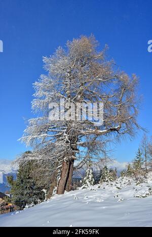 A larch tree covered in snow in the winter Stock Photo - Alamy