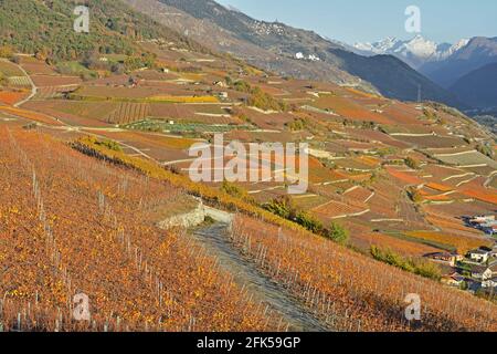 Fall colors in the Vineyards in the Alps Stock Photo - Alamy