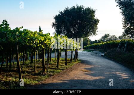 Txakoli white wine vineyards, Getaria, Spain Stock Photo - Alamy