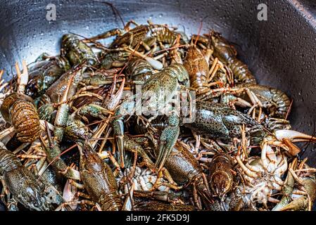 Plenty of fresh crayfish. Raw crayfish are plentiful. crawfish, closeup ...