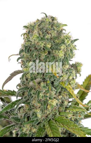 Detail of a Skunk Cannabis plant blooming isolated on black. Born from ...