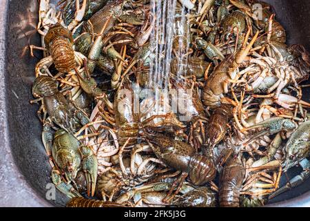 Plenty of fresh crayfish. Raw crayfish are plentiful. crawfish, closeup ...