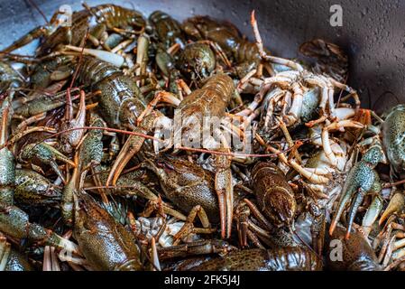 Plenty of fresh crayfish. Raw crayfish are plentiful. crawfish, closeup ...