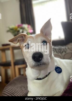Pretty jack russel terrier dog on spring forest. Animal photography ...