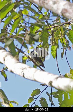 A Cream-striped Bulbul (Pycnonotus leucogrammicus) perched on a branch ...