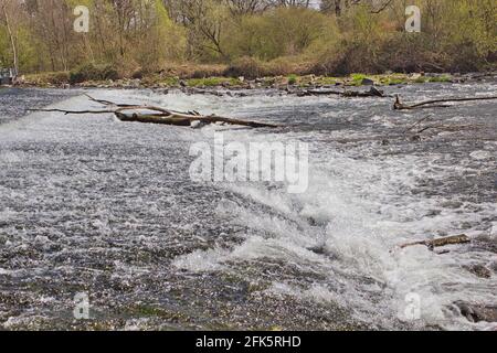 Rapid river flow carrying away tree branches Stock Photo - Alamy
