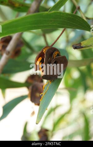 Acacia aneura flower (also called mulga, true mulga, akasia) with a ...