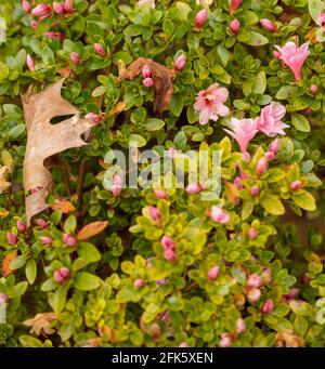 Rhododendron Jalisco Group, family Ericaceae, natural plant portrait in ...