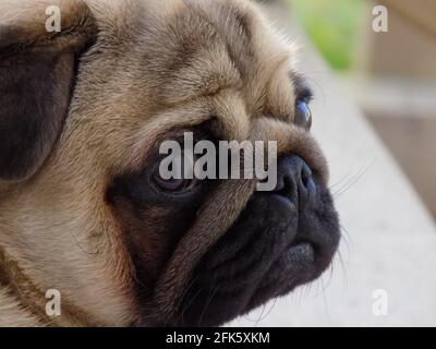 Male pug headshot Stock Photo - Alamy