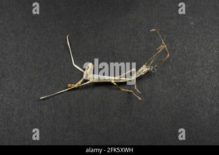 Single molt of a Indian stick insects (Carausius morosus Stock Photo ...