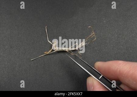 Single molt of a Indian stick insects (Carausius morosus Stock Photo ...