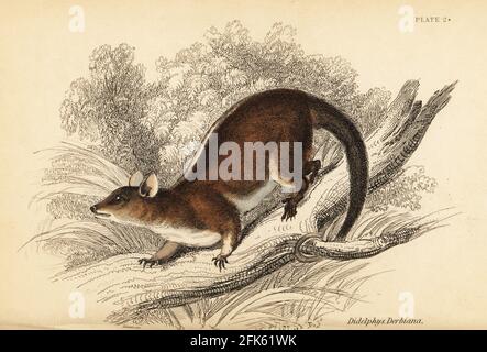 Derby's Woolly Opossum (Caluromys derbianus) on a branch, Costa Rica ...