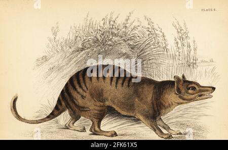Thylacine (Tasmanian Tiger) Thylacinus cynocephalus Last captive ...