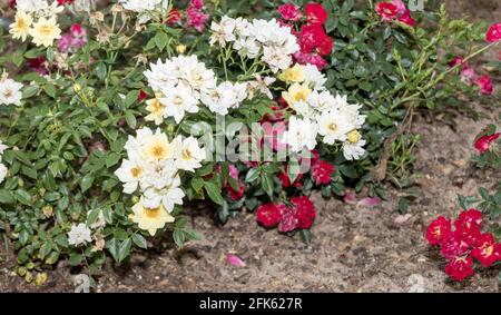 "Sun Flare" floribunda roses will produce healthy growth and colorful ...