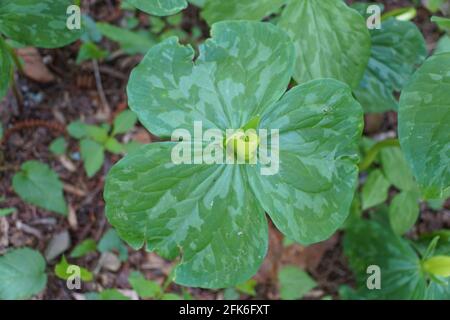 Close up of the Yellow Toad Trillium plant with large green leaves ...
