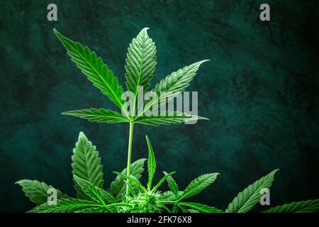 A close-up shot of cannabis growing in a garden Stock Photo - Alamy