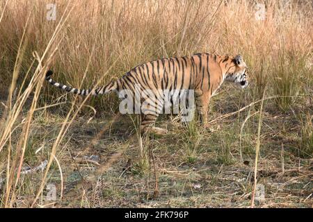 Brown tiger on a dry field Stock Photo - Alamy