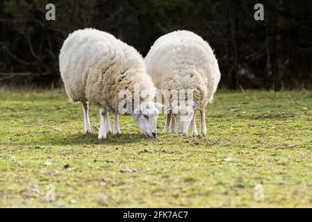 Sheep eating fresh grass. unshorn sheep in a spring field. Sheep ...