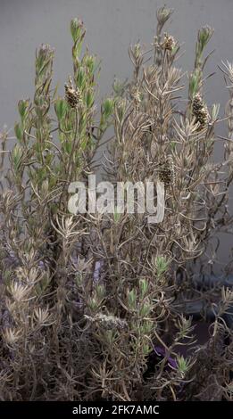 Large evergreen shrub with flowers of Salvia White Rain (Whorled Sage ...