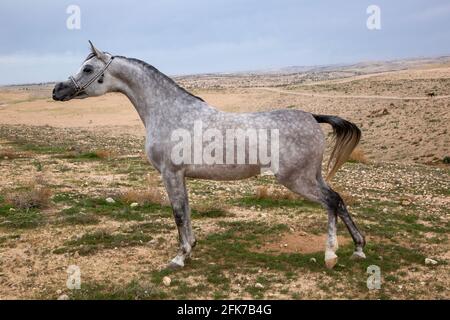 The Arabian or Arab horse is a breed of horse that originated on the ...