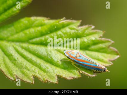 Candy Striped Leafhopper Graphocephala coccinea Stock Photo - Alamy