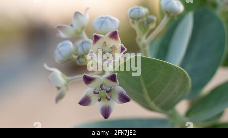 Inflorescence of Calotropis gigantea (Crown flower Stock Photo - Alamy