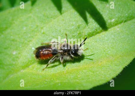 Red-girdled Mining-bee (Andrena labiata) adult male in a dandelion ...