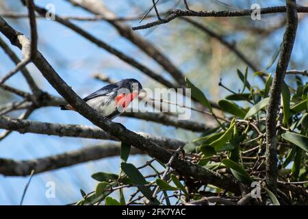 Rose Robin (Petroica rosea) male, Queensland, Australia Stock Photo - Alamy