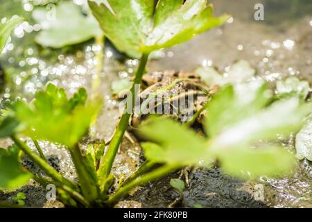01. 05. 2017. Danube River - Serbia, Novi Sad, Petrovaradin. Frog in ...