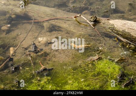 01. 05. 2017. Danube River - Serbia, Novi Sad, Petrovaradin. Frog in ...