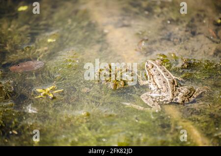 01. 05. 2017. Danube River - Serbia, Novi Sad, Petrovaradin. Frog in ...