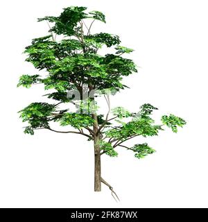 European ash tree isolated on white background - 3d render Stock Photo ...