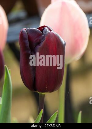 close up of a Dark red maroon rose with dew drops on the petals Stock ...
