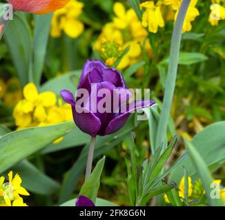 Triumph Tulip, Tulipa "Purple Rain", Dark, Purple, Tulips Stock Photo ...
