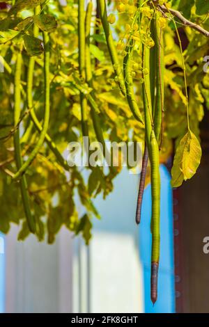 Indian Laburnum Tubular Cassia tree Golden shower tree detail with ...