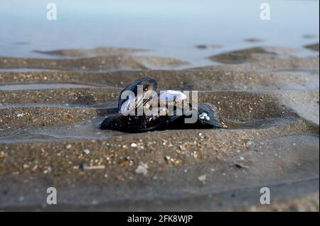 Group of live mussels clams lies on sand at low tide in North sea close ...