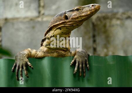 Monitor lizards are lizards in the genus Varanus Stock Photo - Alamy