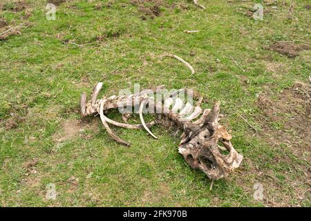 death die bull horn cow kill rotten murder rot danger health ...