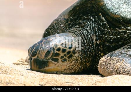 A large sea turtle resting on a sandy beach with detailed textures on ...