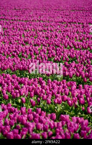 Tulips field in Meerdonk, Belgium Stock Photo - Alamy