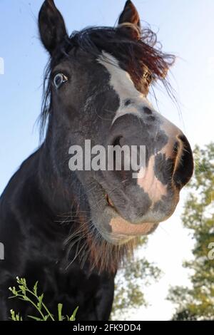 Lustiges Pferd, funny horse Stock Photo - Alamy