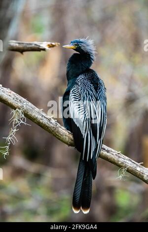Beautiful male Anhinga snake neck bird at sunny day alone Stock Photo ...