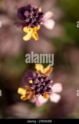 Erysimum Mutabile, natural plant portrait Stock Photo - Alamy