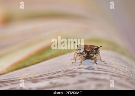 Asian stink bug, alien dangerous insect pest invasive Stock Photo - Alamy
