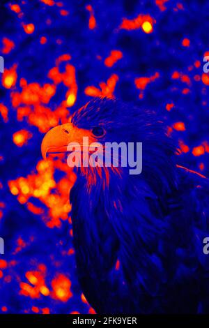 Portraits of sea eagle. Scanning the animal's body temperature with a ...