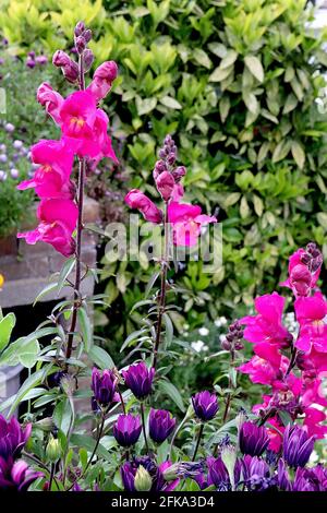 Antirrhinum majus (Snapdragon) flower with purple pink colors Stock ...