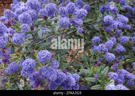 CEANOTHUS CONCHA. CALIFORNIA LILAC Stock Photo - Alamy