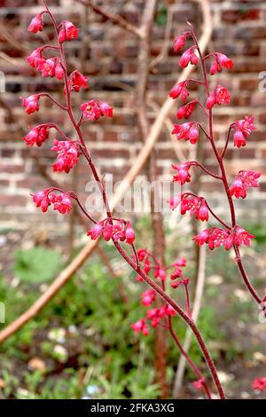 Heuchera ‘Paris’ alum root / Coral bells Paris – small tubular crimson ...