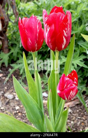Tulipa ‘Van Eijk’ Darwin hybrid 4 Van Eijk tulip - red flowers, April ...