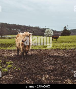Vertical shot of a ginger bull on a green field outdoors Stock Photo ...